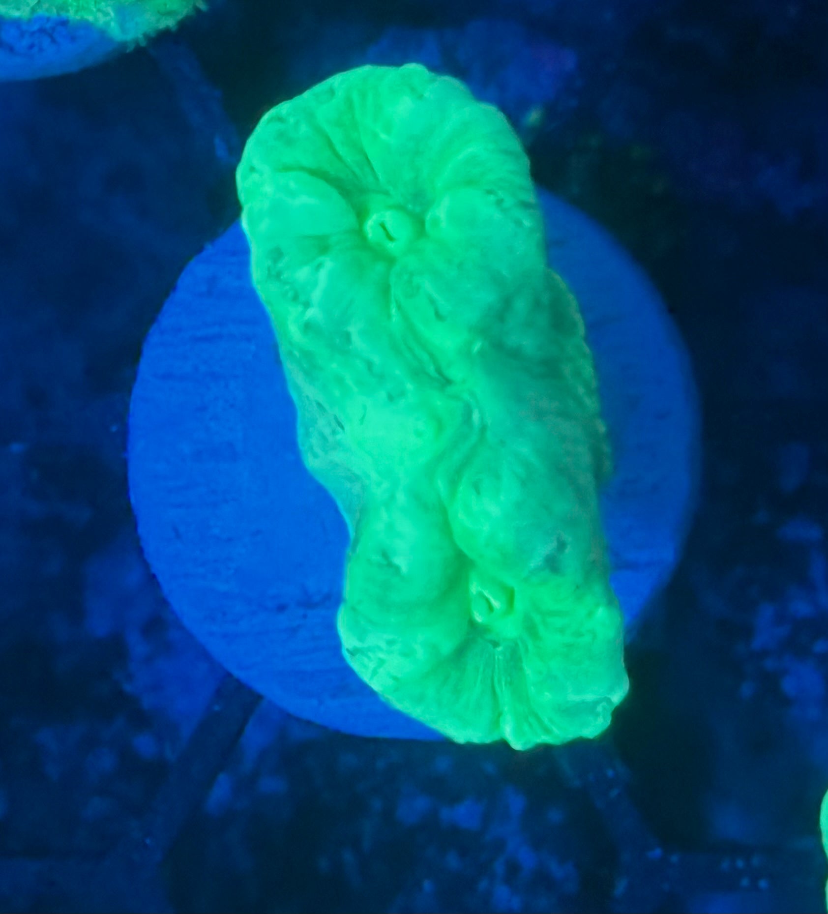 Kryptonite Candy Cane – Dust Bowl Corals